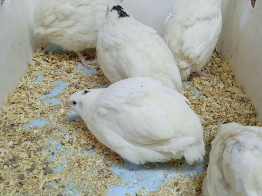 Техасский перепел