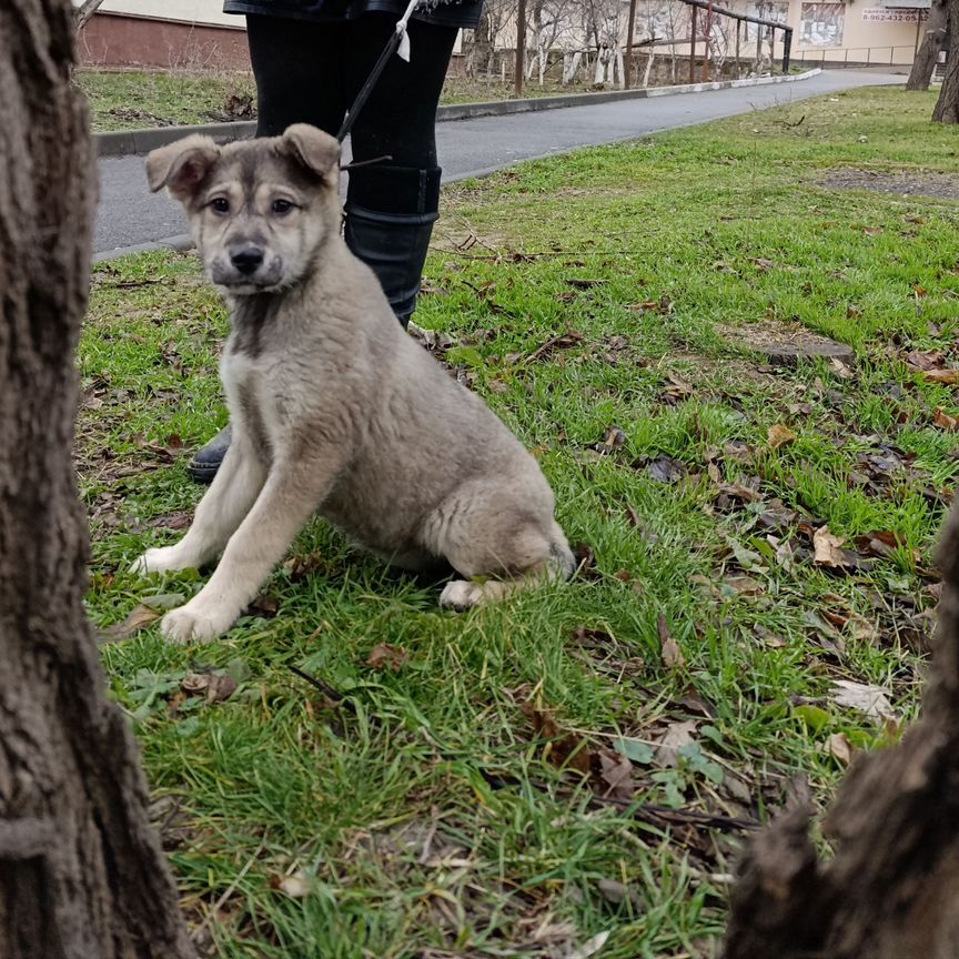 Щенок в добрые руки