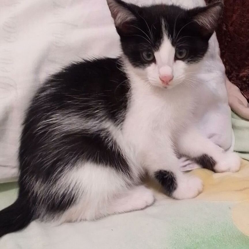 Котёнок в добрые руки