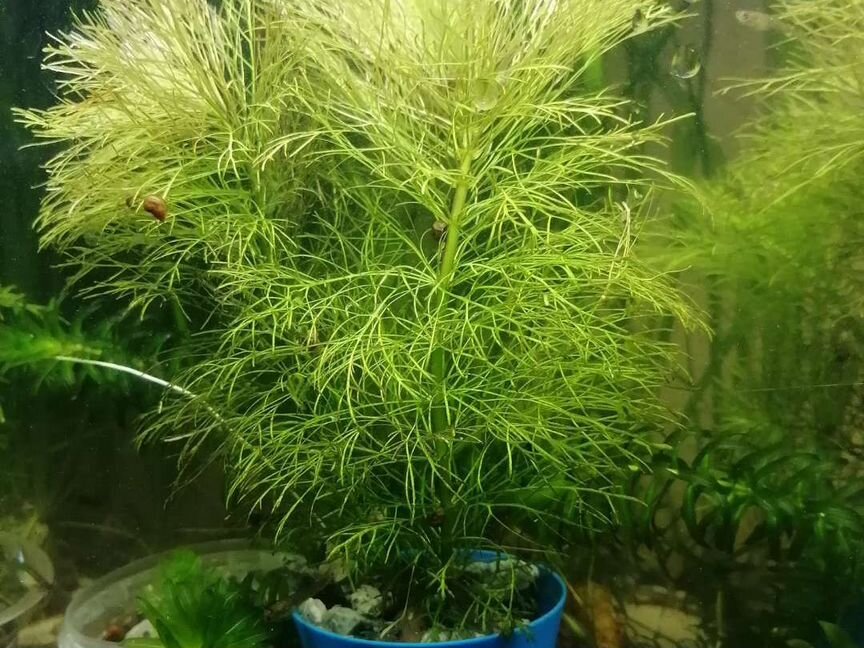 Аквариумные растения