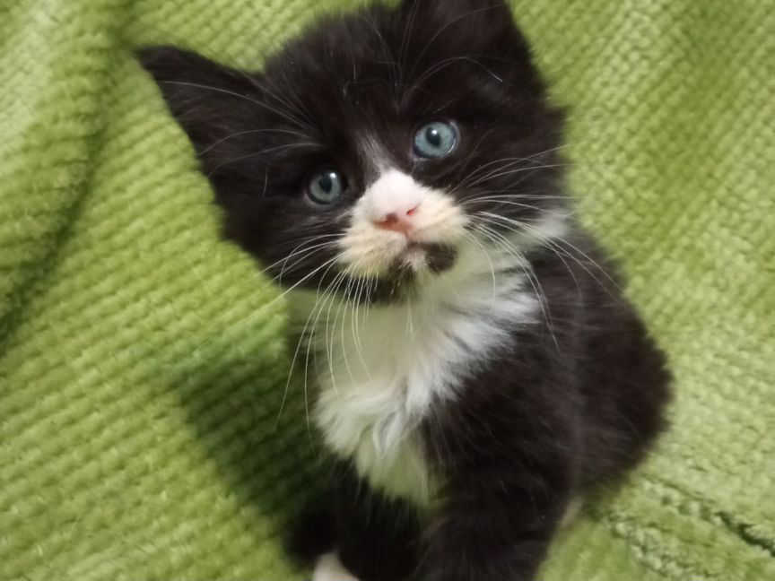 Котята мейн-кун