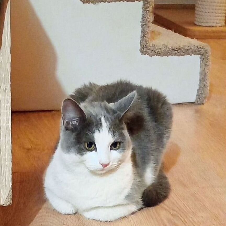 Кошки в добрые руки