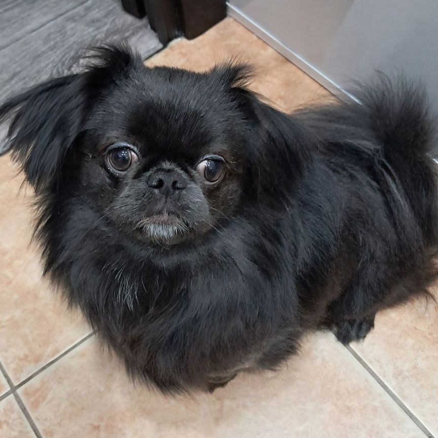 Чихуахуа, вязка