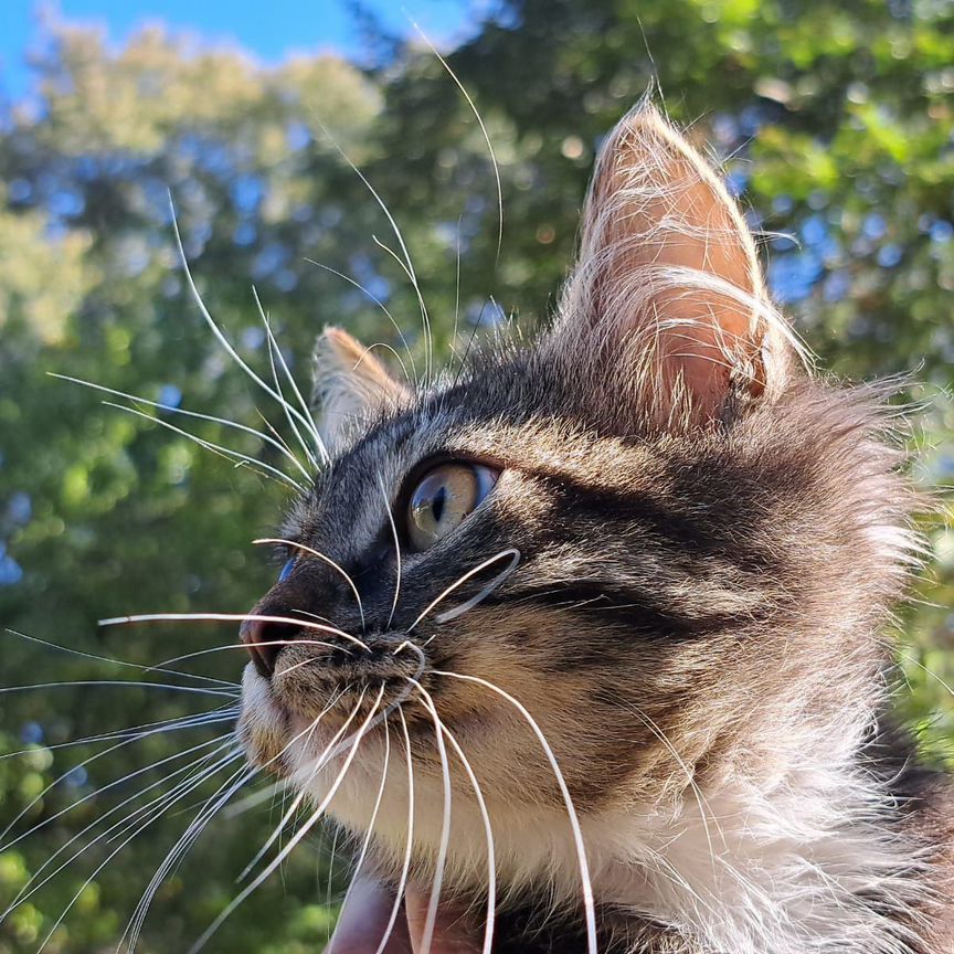 Домашние животные котята