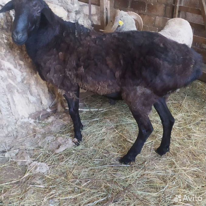 Баран на племя