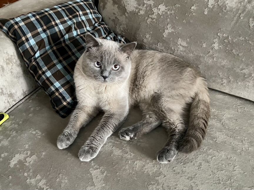 Шикарный котик