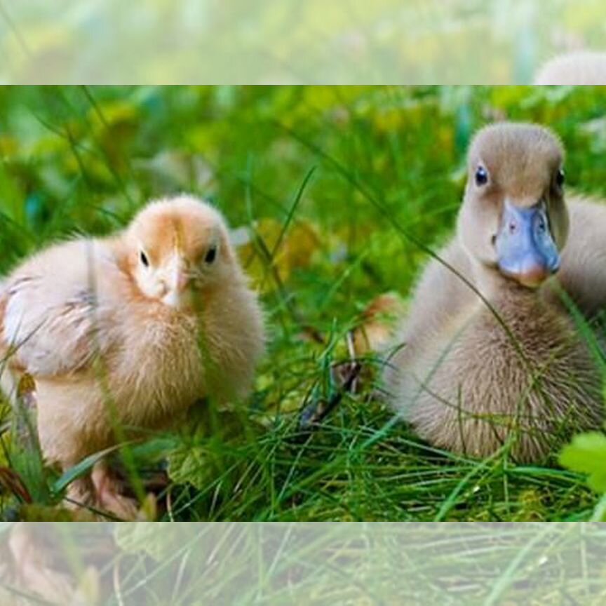Продам утят и цыплят