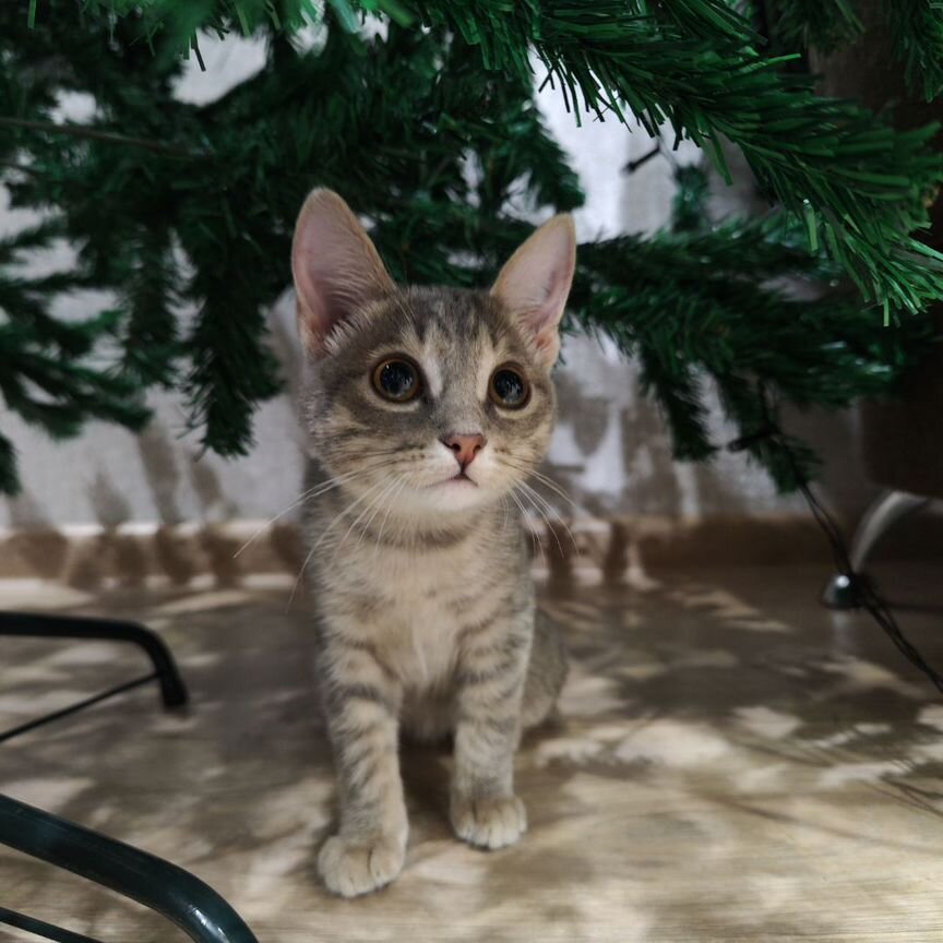 Котенок девочка в добрые руки