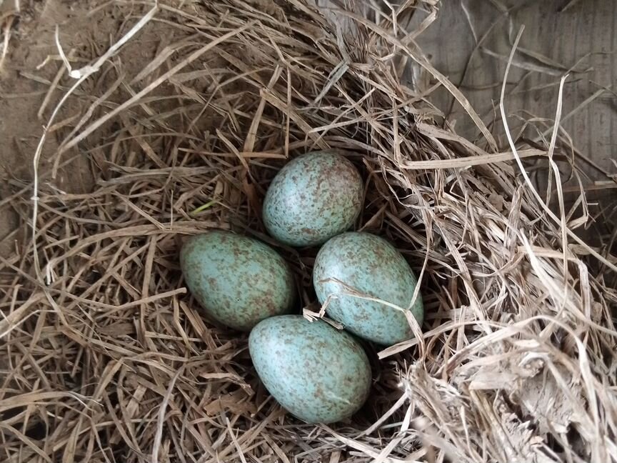 Яйца дрозда
