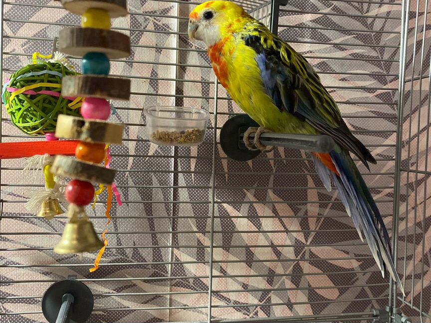 Попугай розелла самка