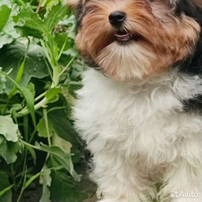 Стандартная девочка бивер терьера