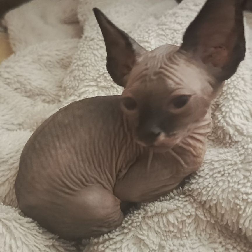 Канадский сфинкс котёнок