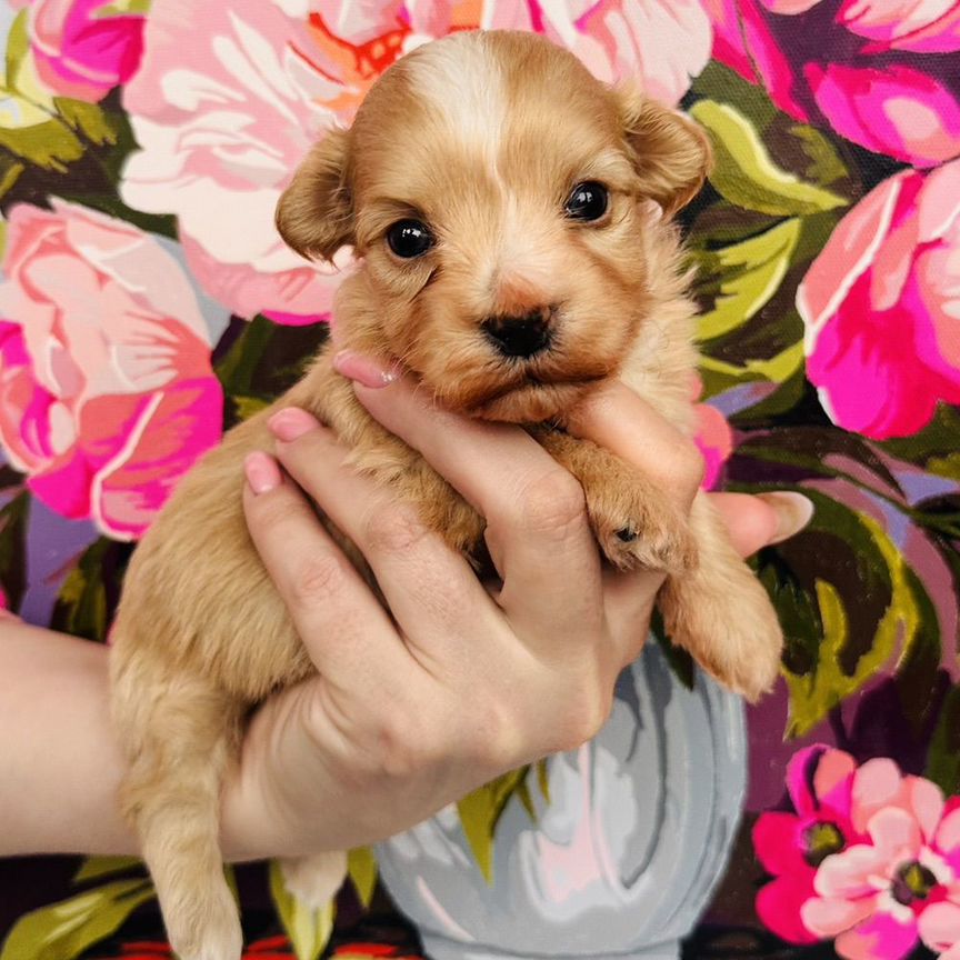 Гаванский бишон, щенок