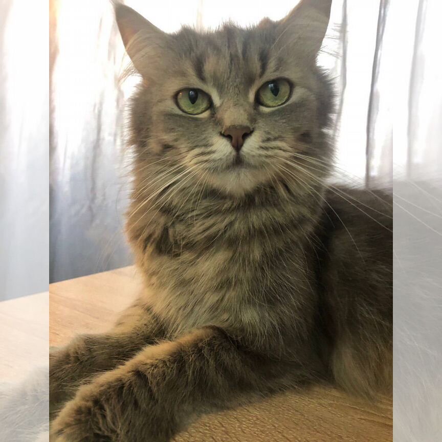 Кошки