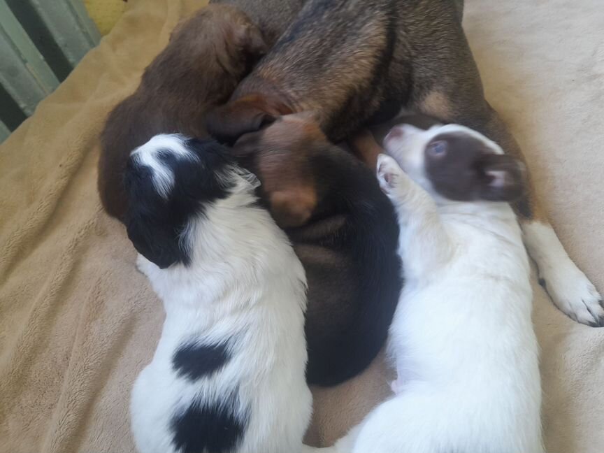 Щенки дворняжки