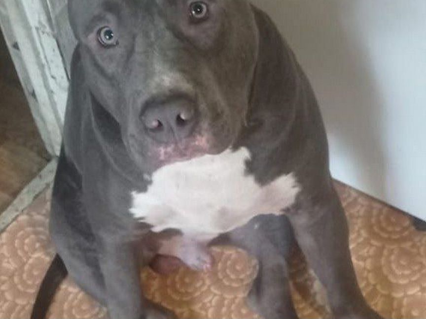 Питбуль бесплатно в добрые руки