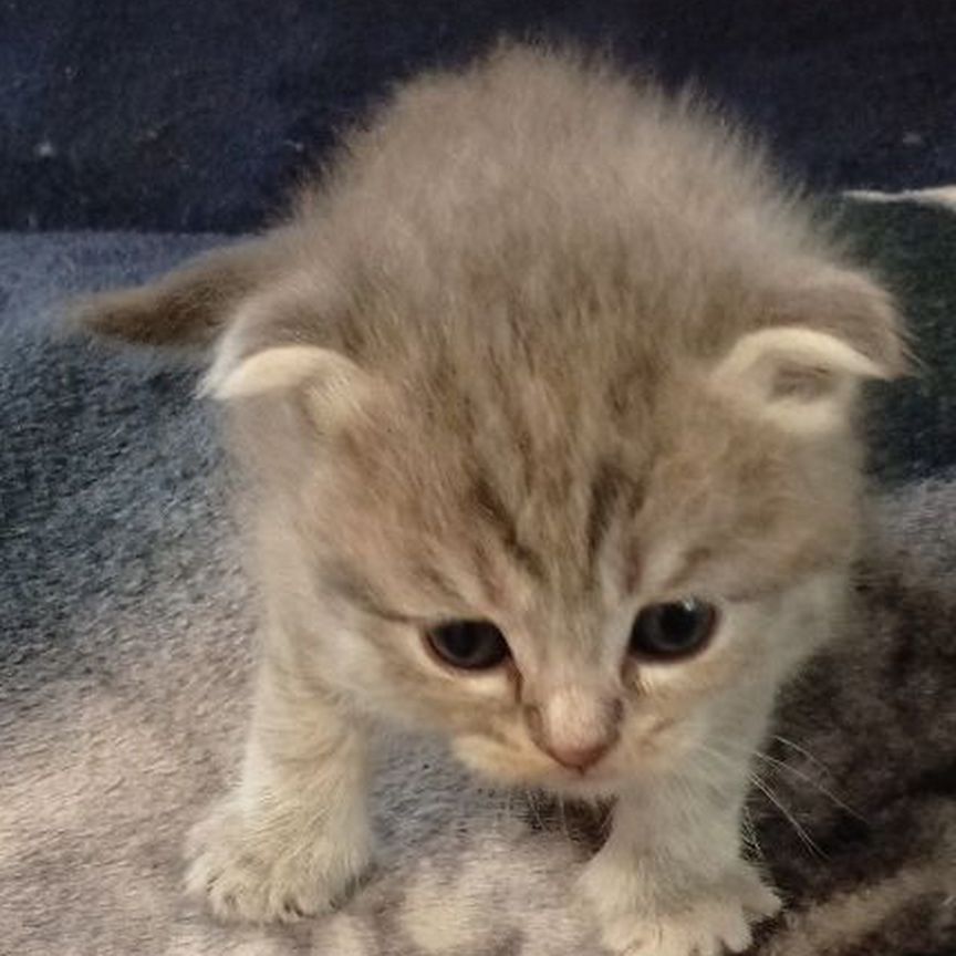 Шотландский вислоухий короткошёрстный котёнок