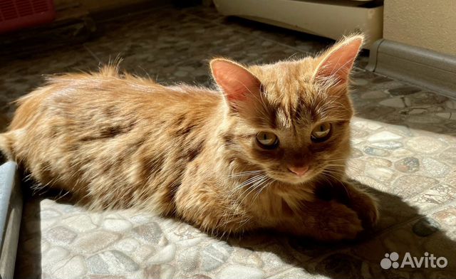 Рыжий котёнок