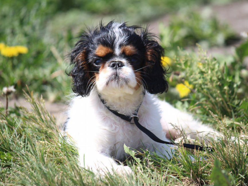 Продаётся девочка. Кинг Чарльз Спаниель