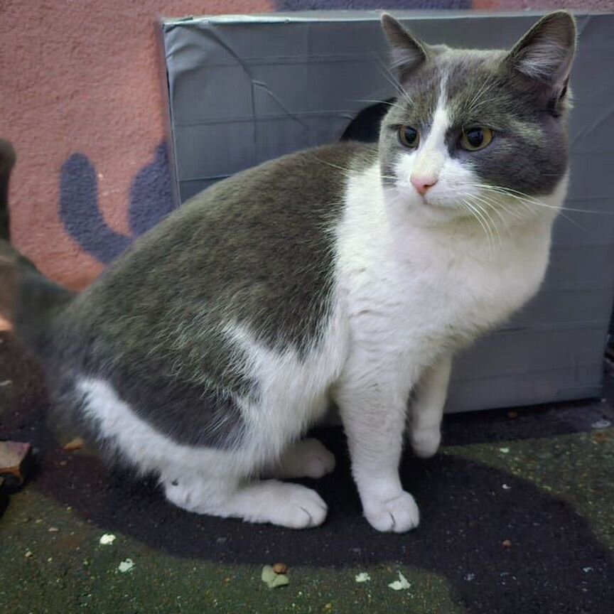 Ласковый одинокий кот. В дар