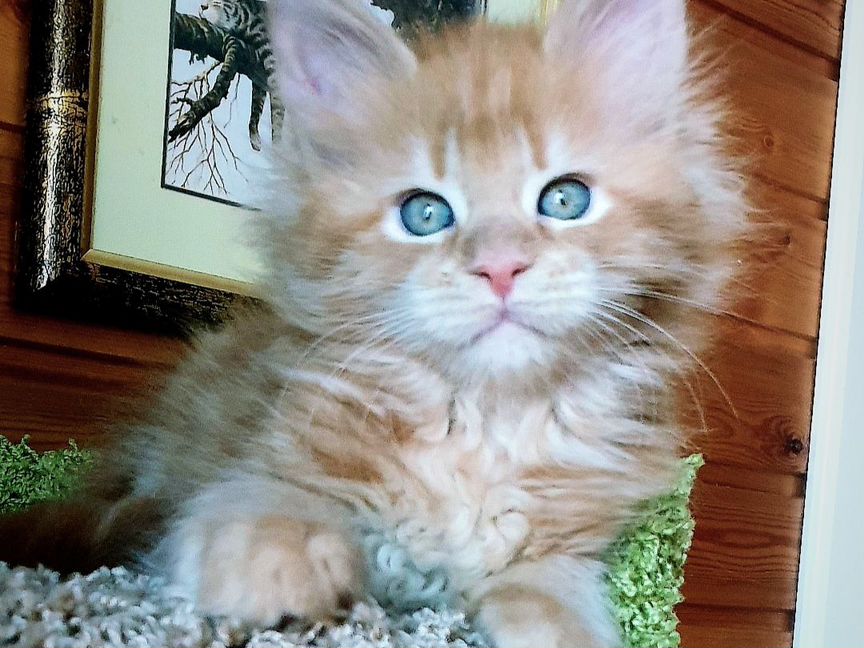 Великолепные котята породы мейн-кун