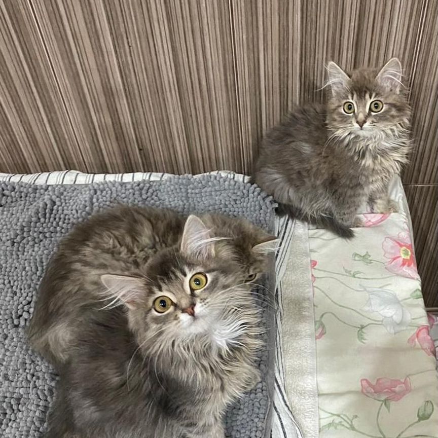 Сибирские малыши