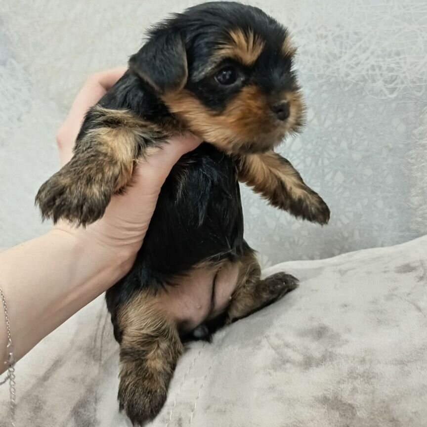 Йоркширский терьер, щенок