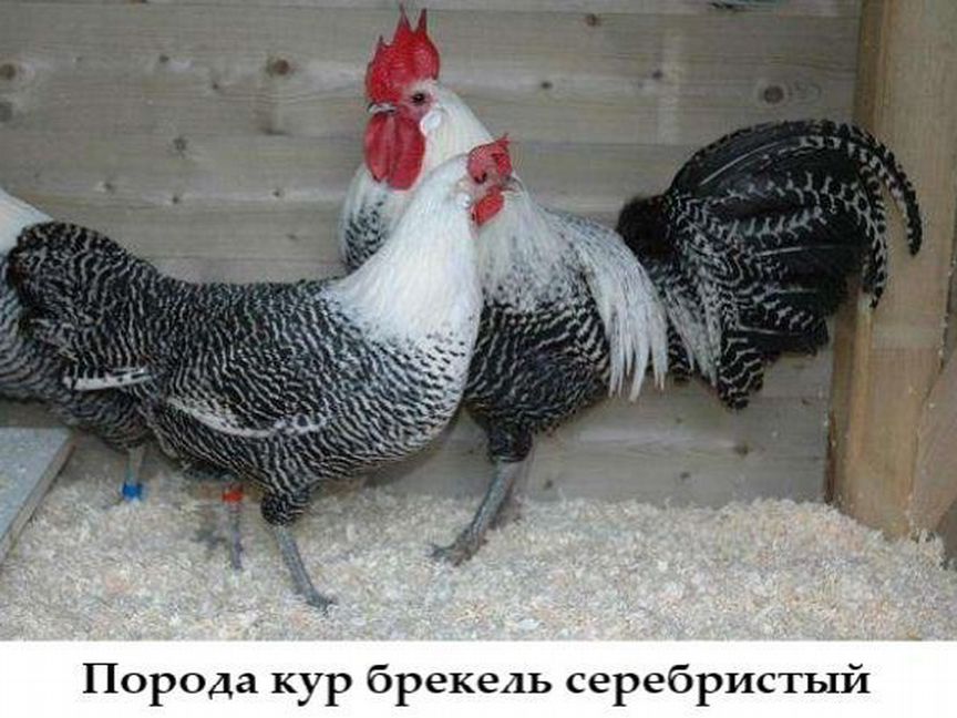 Инкубационное яйцо кур Брекель серебристый