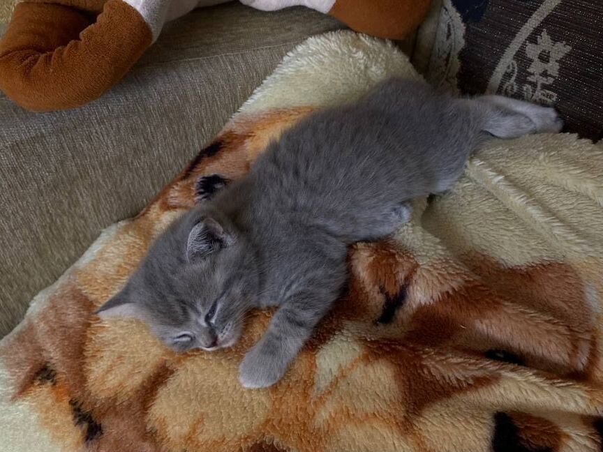 Британский комочек счастья" ждет своего хозяина