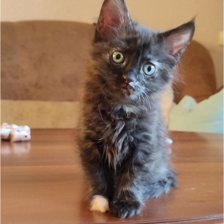 Котёнок в добрые руки