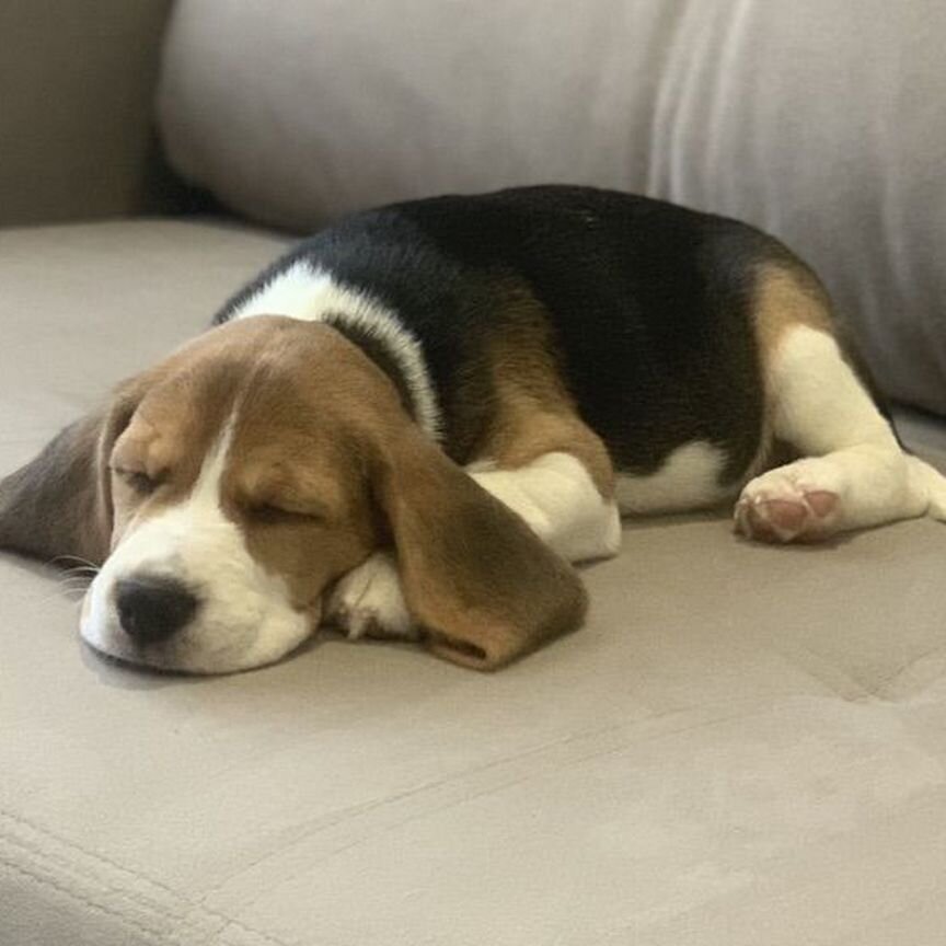 Бигль, щенок