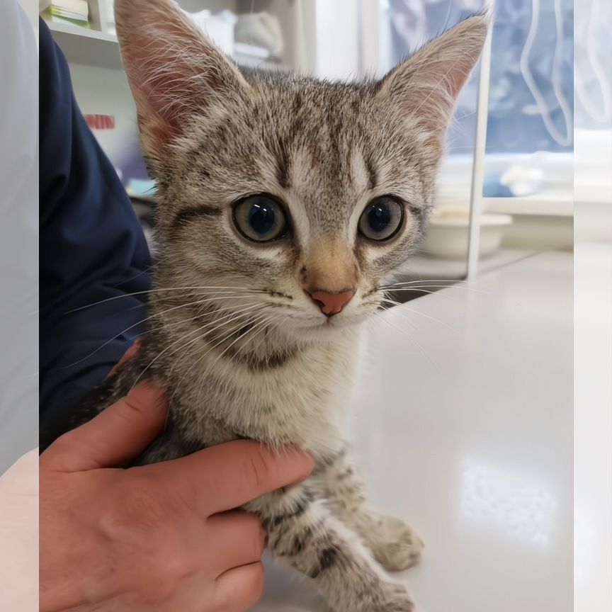 Котёнок в добрые руки