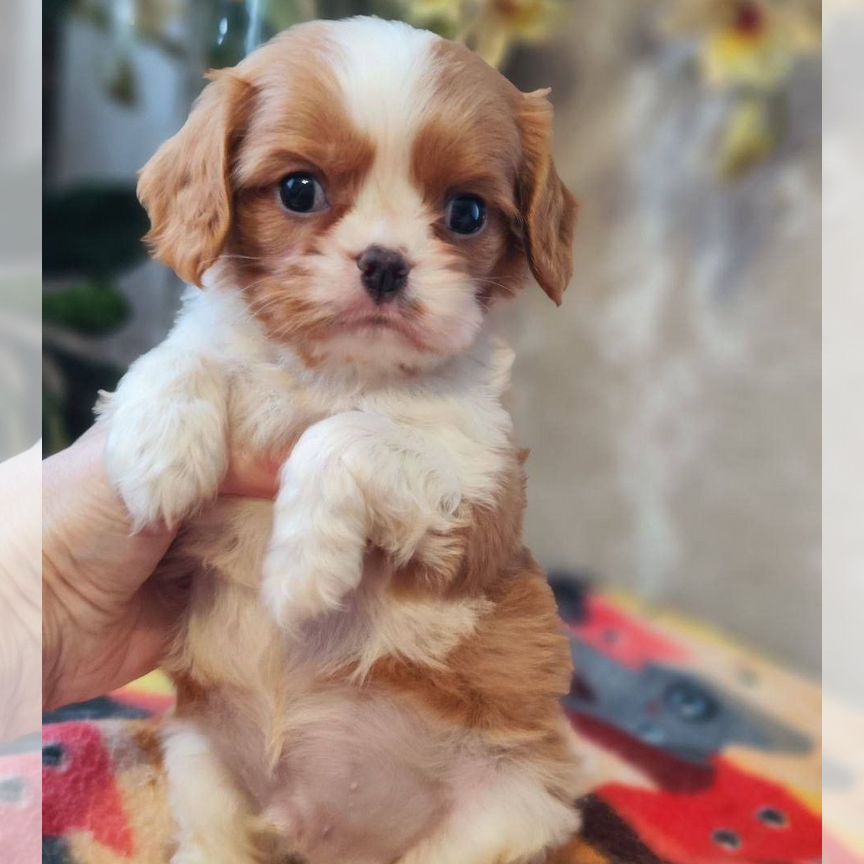Кавалер кинг-чарльз-спаниель, щенок