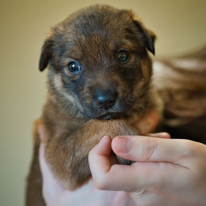 Щенок в добрые руки