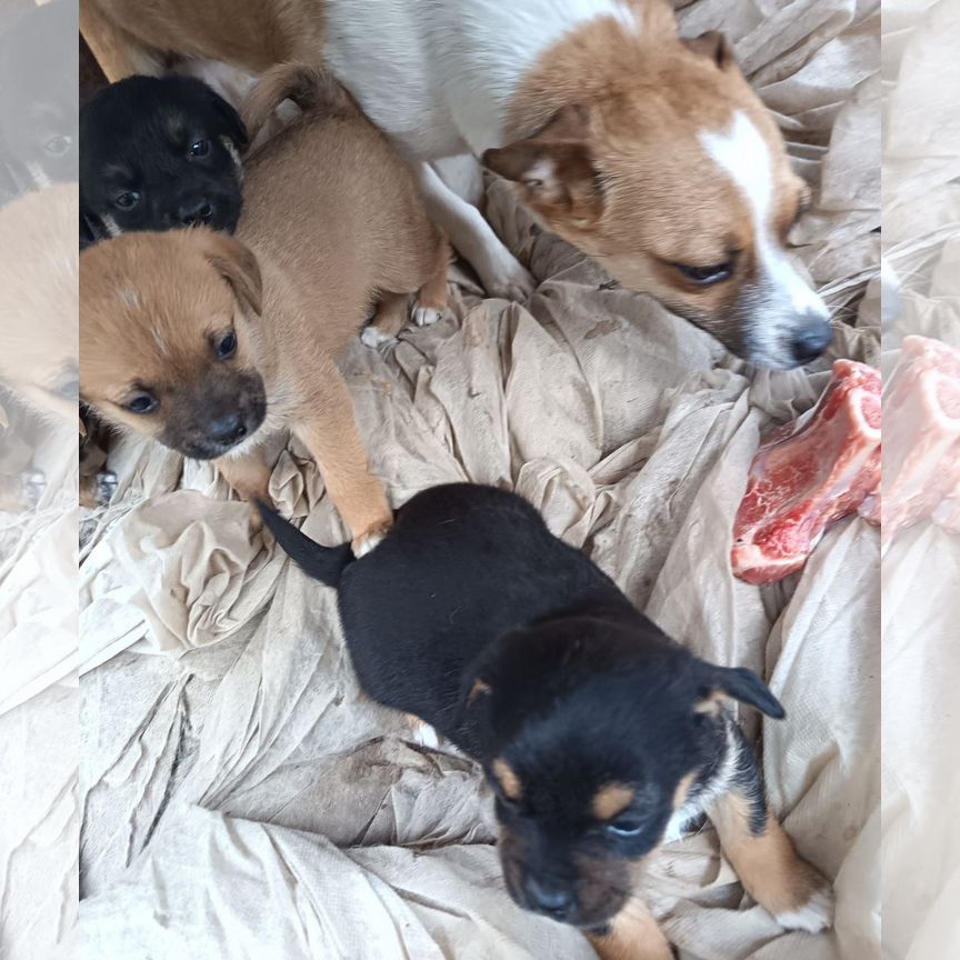 Щенок в добрые руки