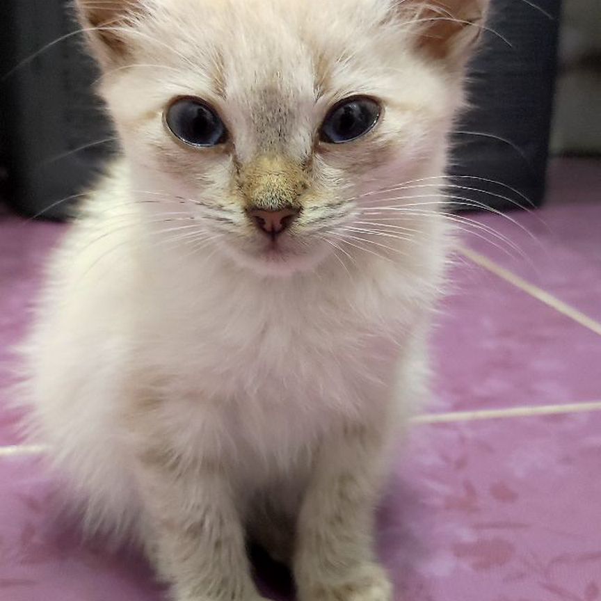 Котик найденыш