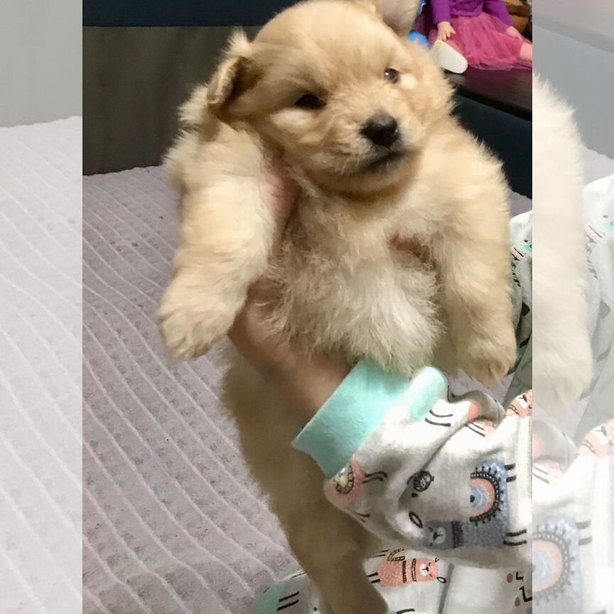 Померанский шпиц, щенок