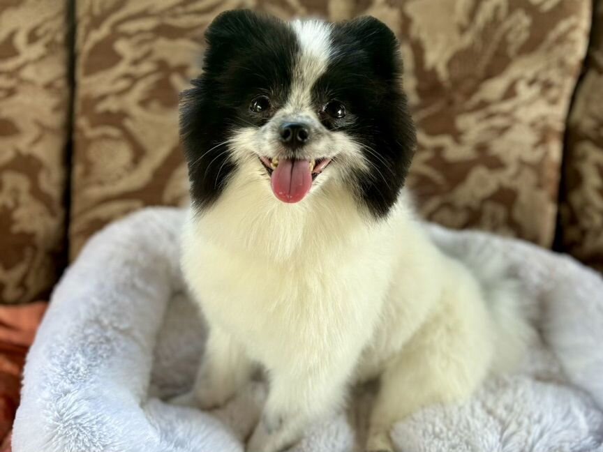 Медвежонок мини шпиц