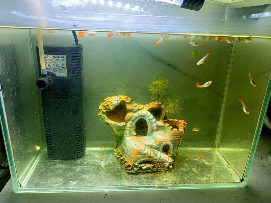 Мальки гуппи