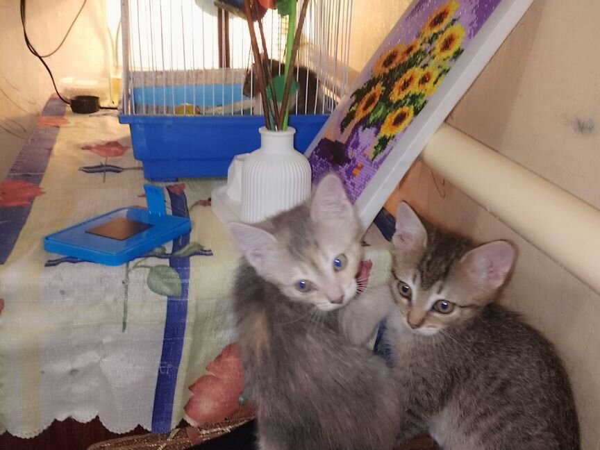 Кошка в дар бесплатно