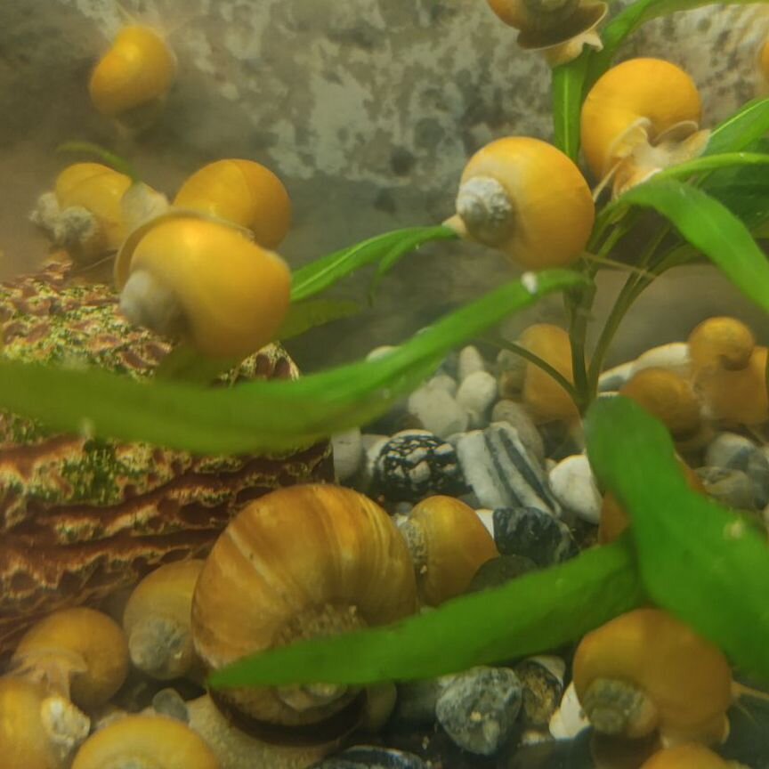 Улитка-желтая ампулярия