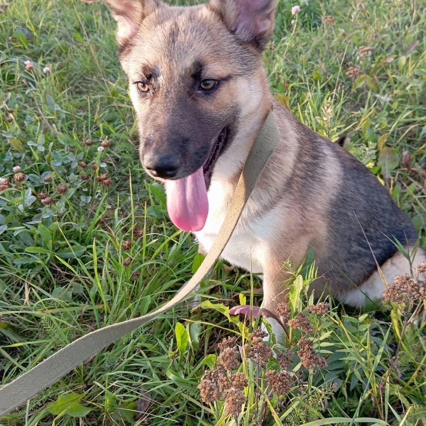 Отдам щенка в добрые руки Слава