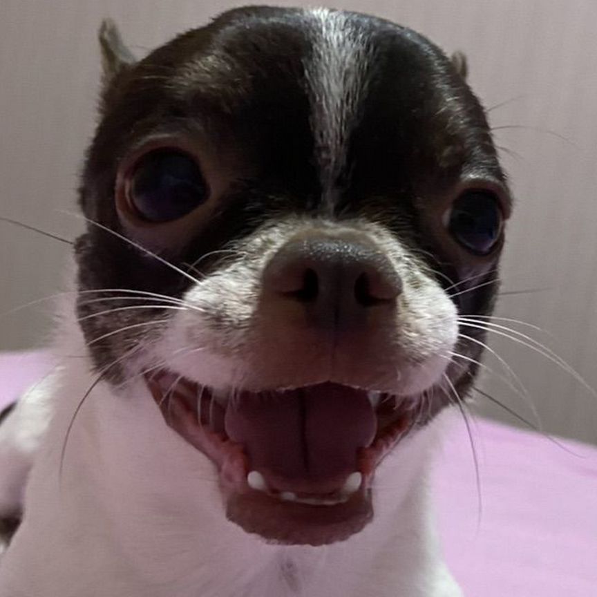 Отдам чихуахуа