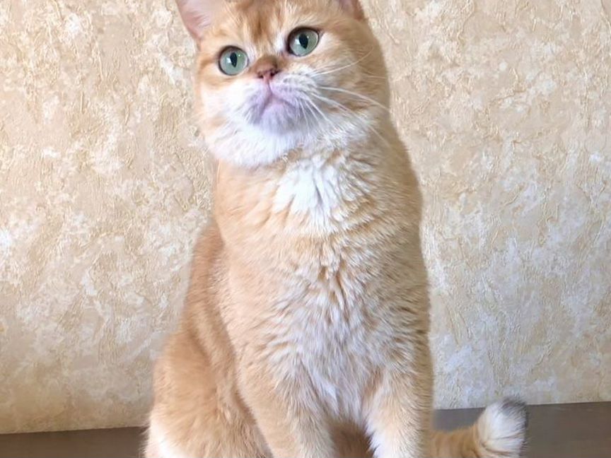 Котик золотая шиншилла ny12