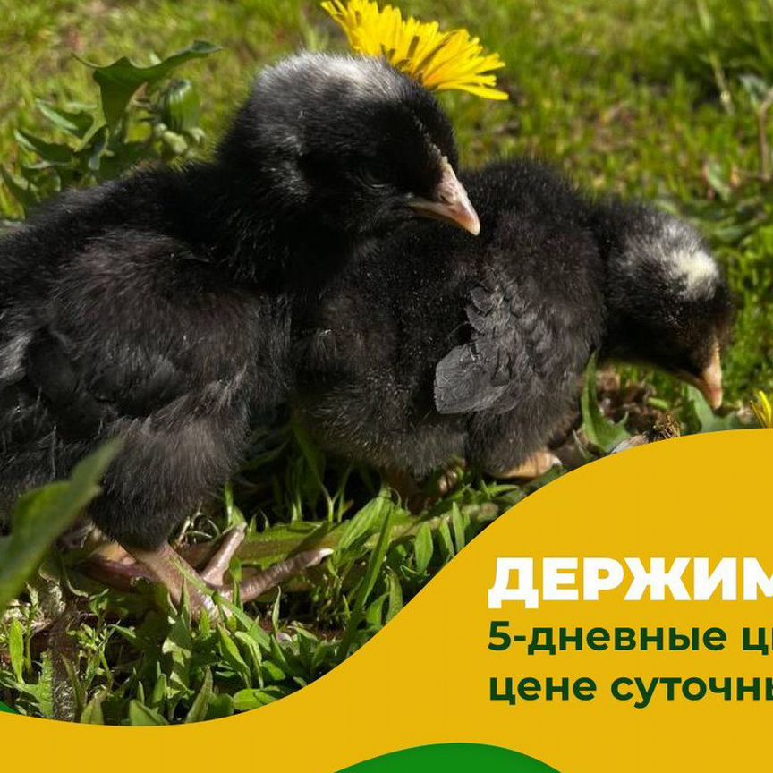 Цыплята Гризбар вывод 30 марта