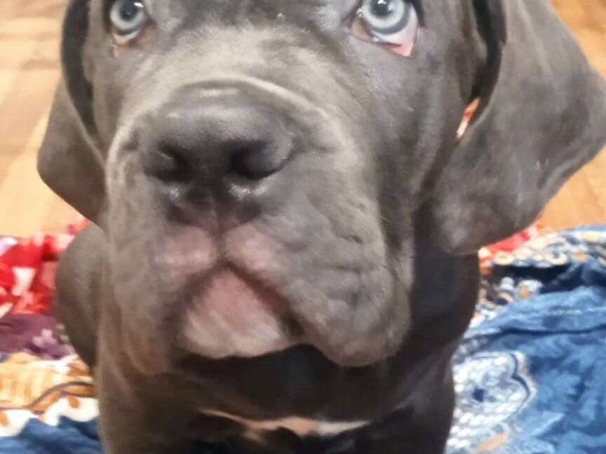 Щенки кане корсо