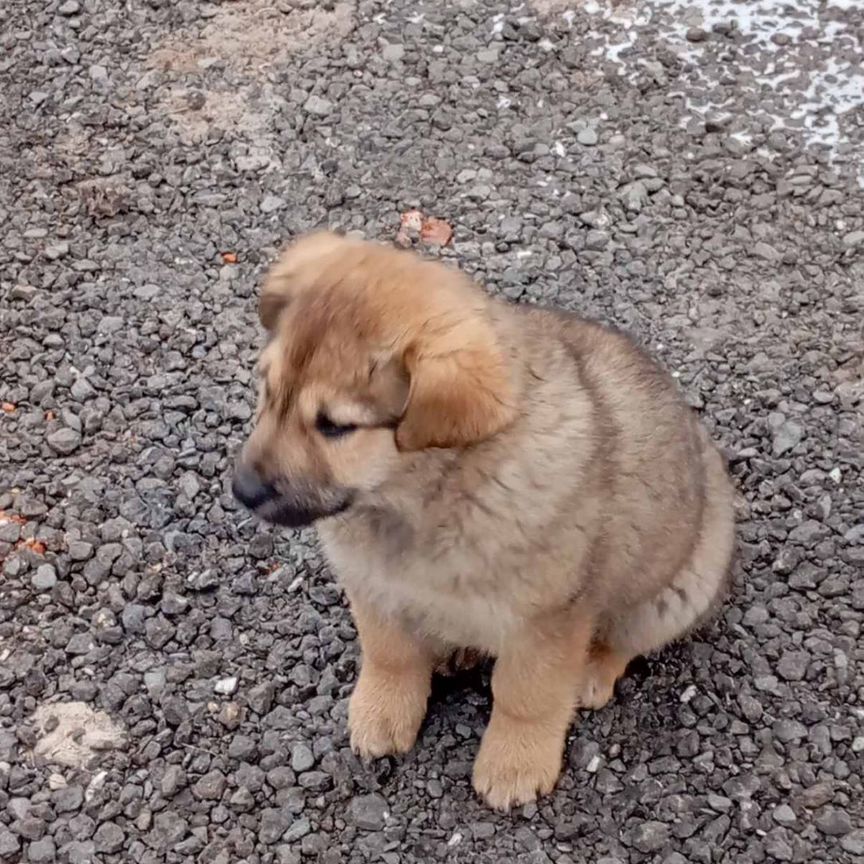 Щенки метисы Алобач