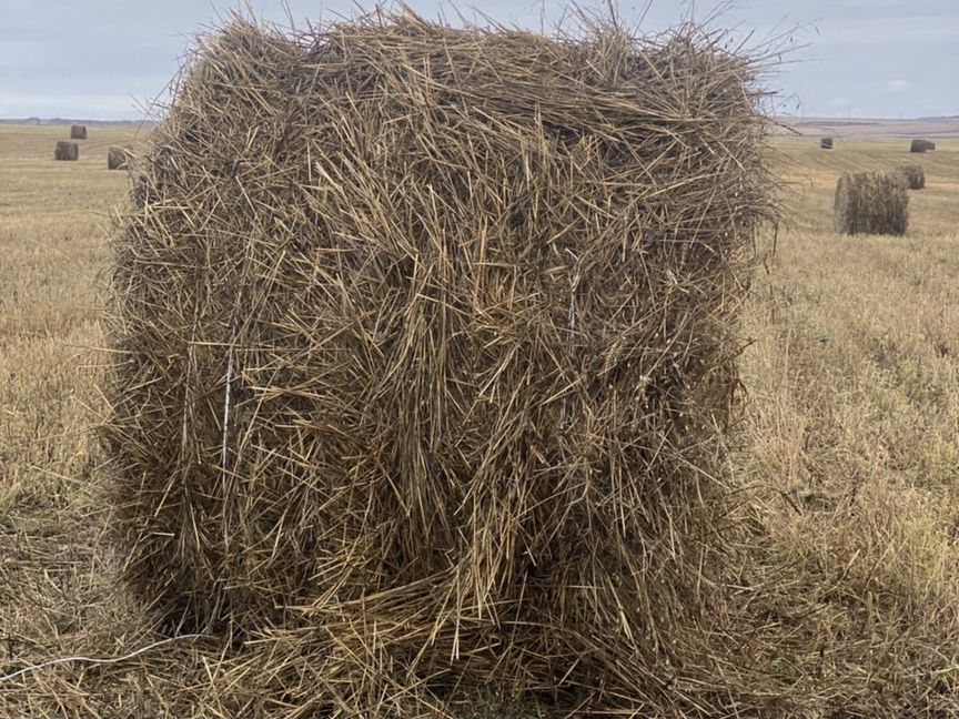 Солома с зернами(не молоченная)