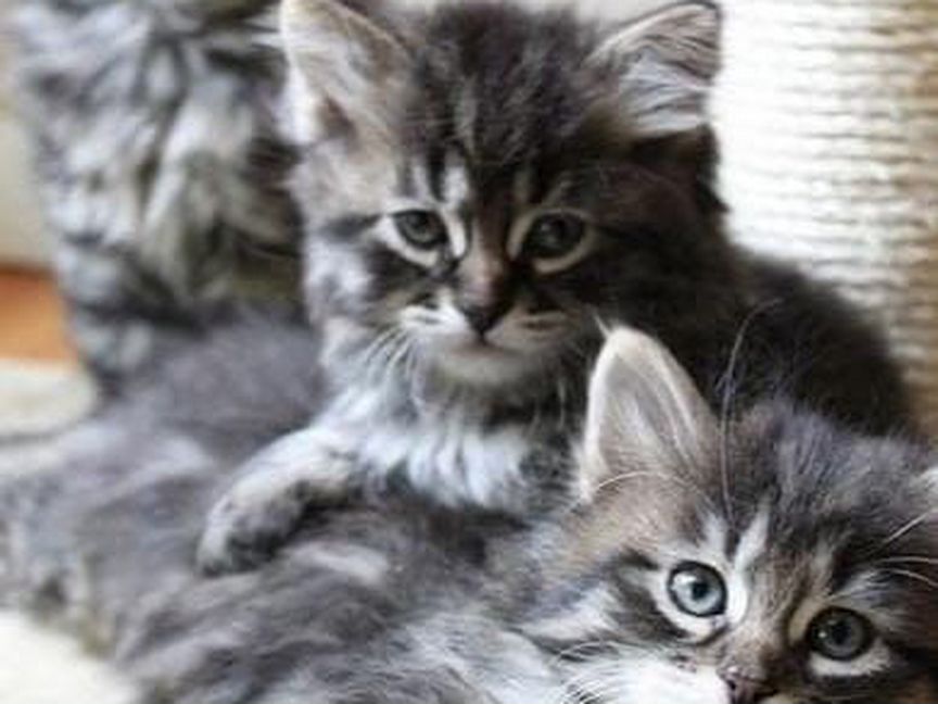Котята Мейн Куна
