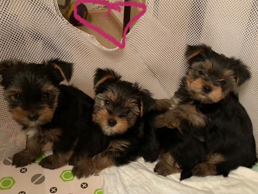 Йоркширский терьер щенки стандарт